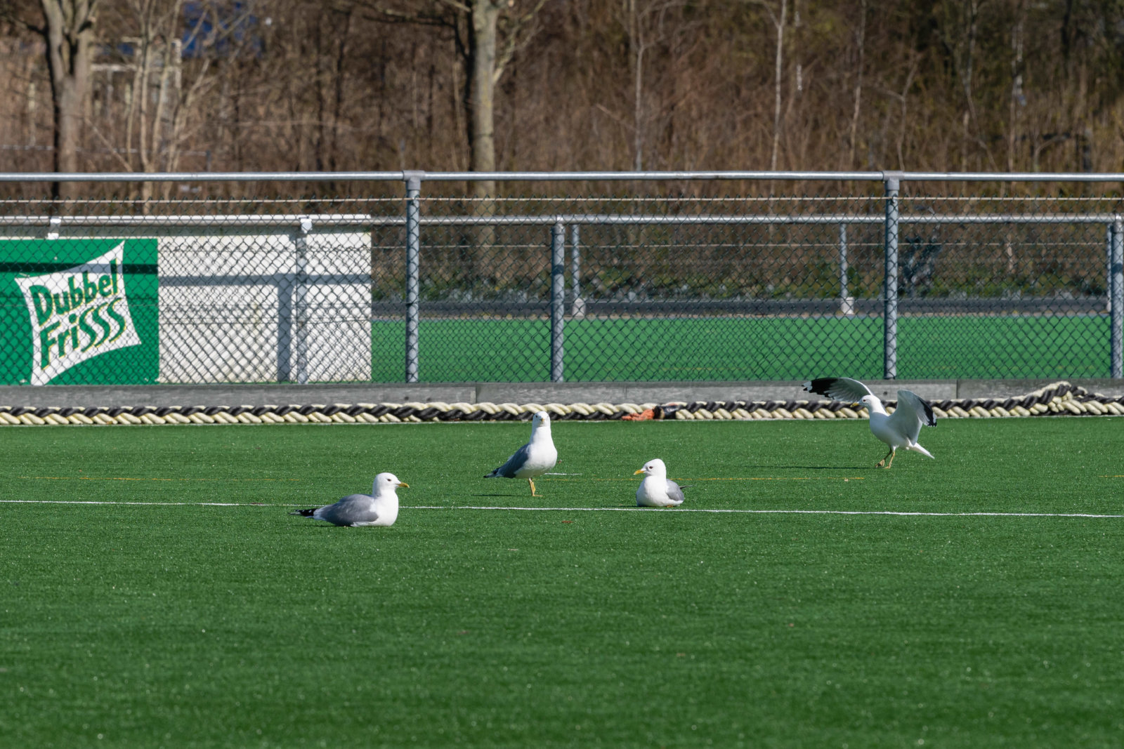 AMHC Alkmaar - Hockey.nl